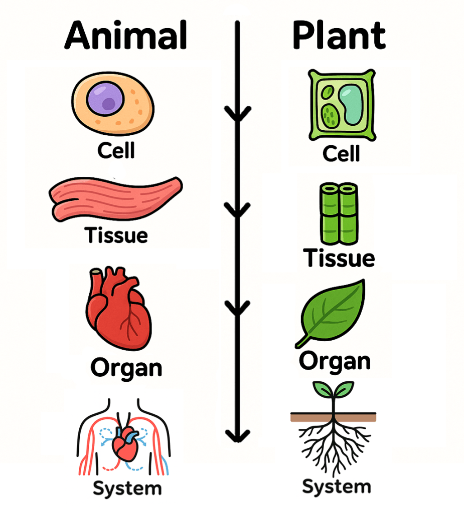 Cell Organisation - Science for Everybody